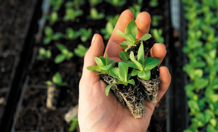 Movement of Church Planting: The Miracle of Church Planting is the ...